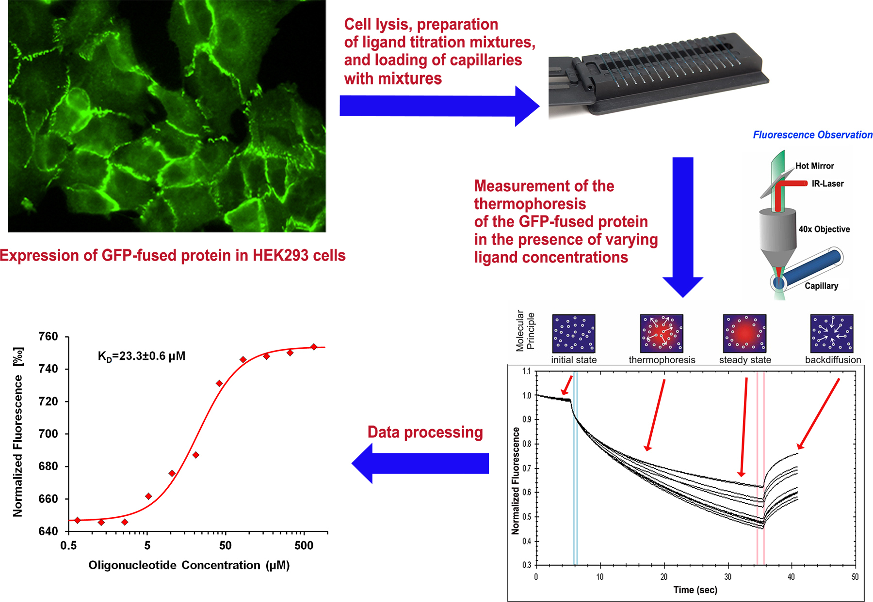 Protein Purification-free Method of Binding Affinity Determination by ...