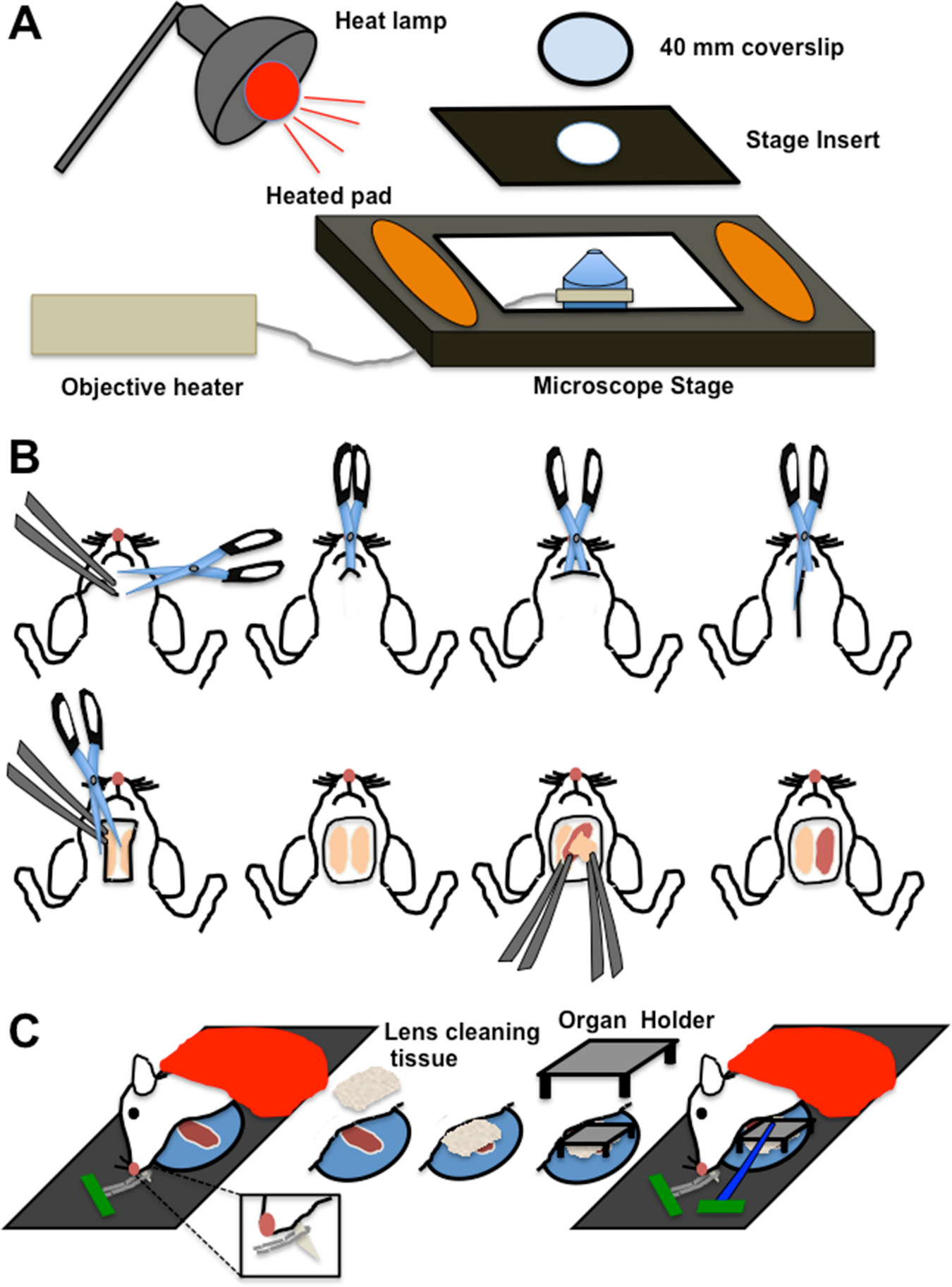 Intravital Microscopy for Imaging Subcellular Structures in Live Mice ...
