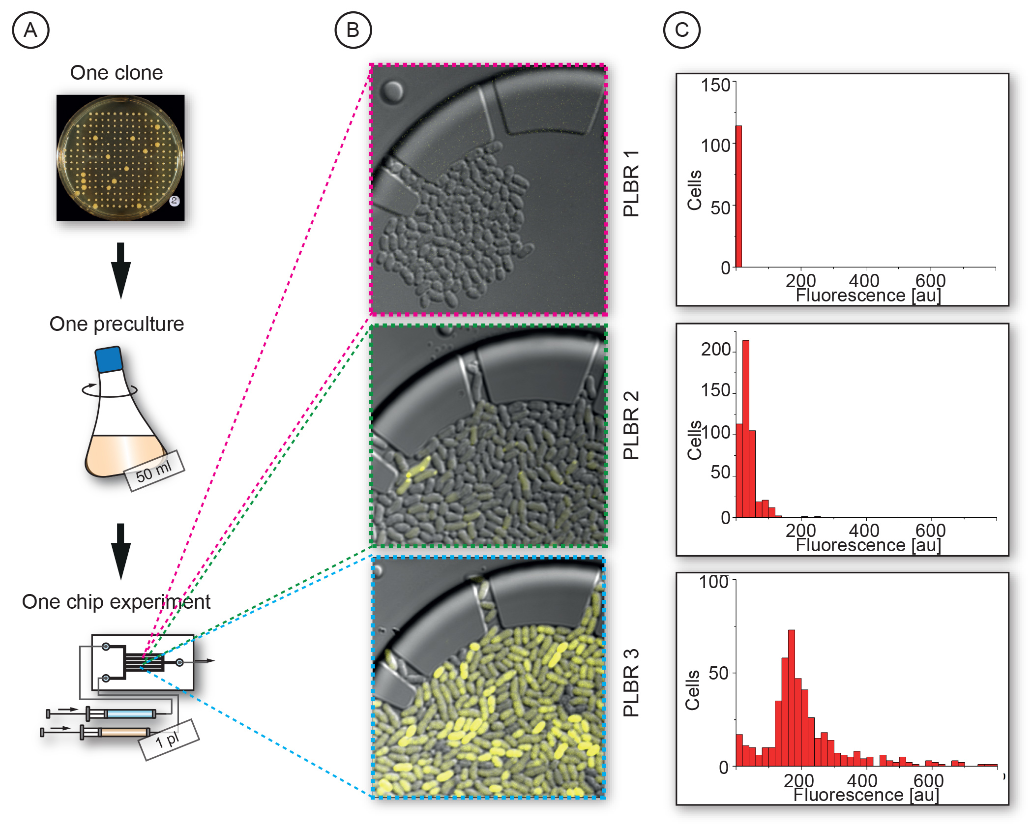 Microfluidic Picoliter Bioreactor for Microbial Single-cell Analysis ...