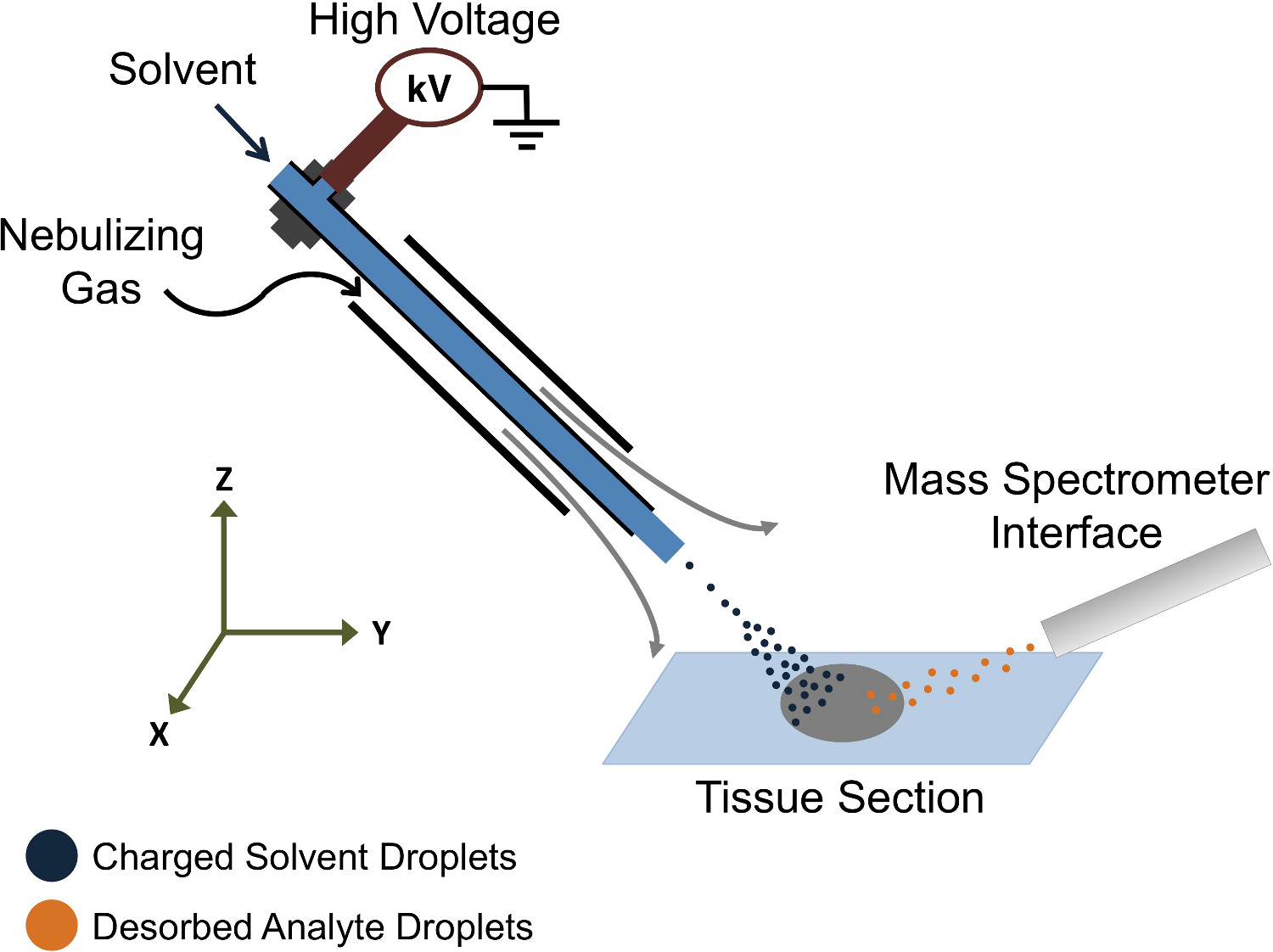 Imaging of Biological Tissues by Desorption Electrospray Ionization ...