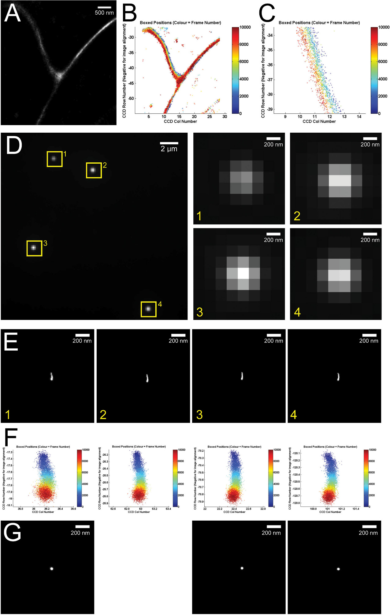 Test Samples for Optimizing STORM Super-Resolution Microscopy ...