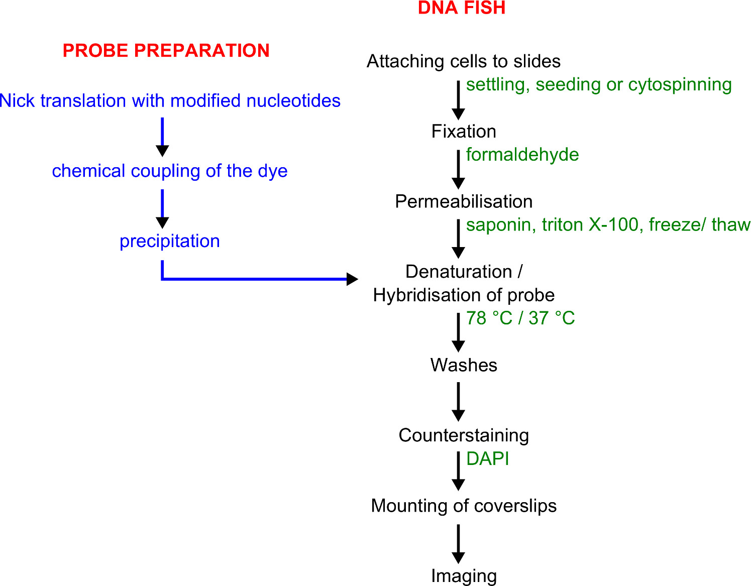 Robust 3D DNA FISH Using Directly Labeled Probes | Protocol