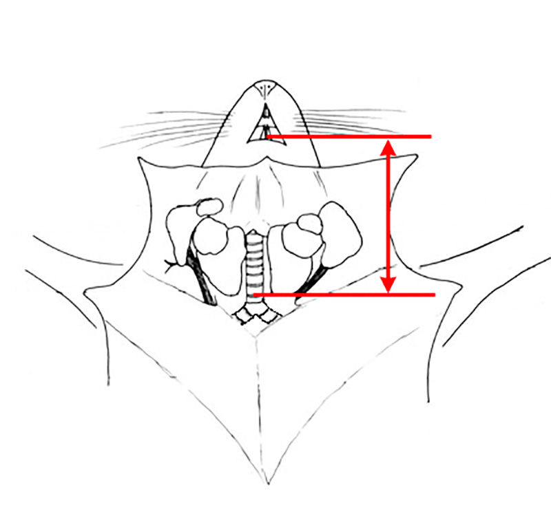 Noninvasive Intratracheal Intubation to Study the Pathology and ...