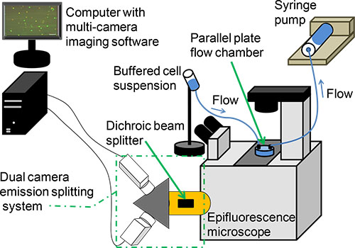 Simultaneously Capturing Real-time Images in Two Emission Channels ...
