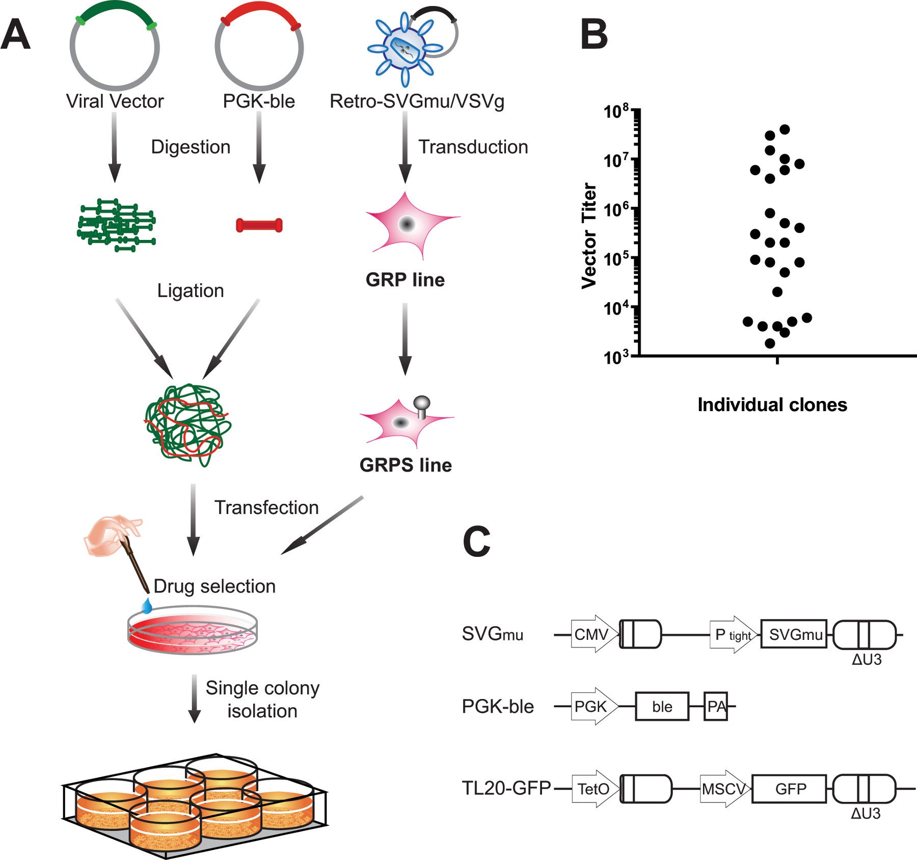 A Tetracycline-regulated Cell Line Produces High-titer Lentiviral ...