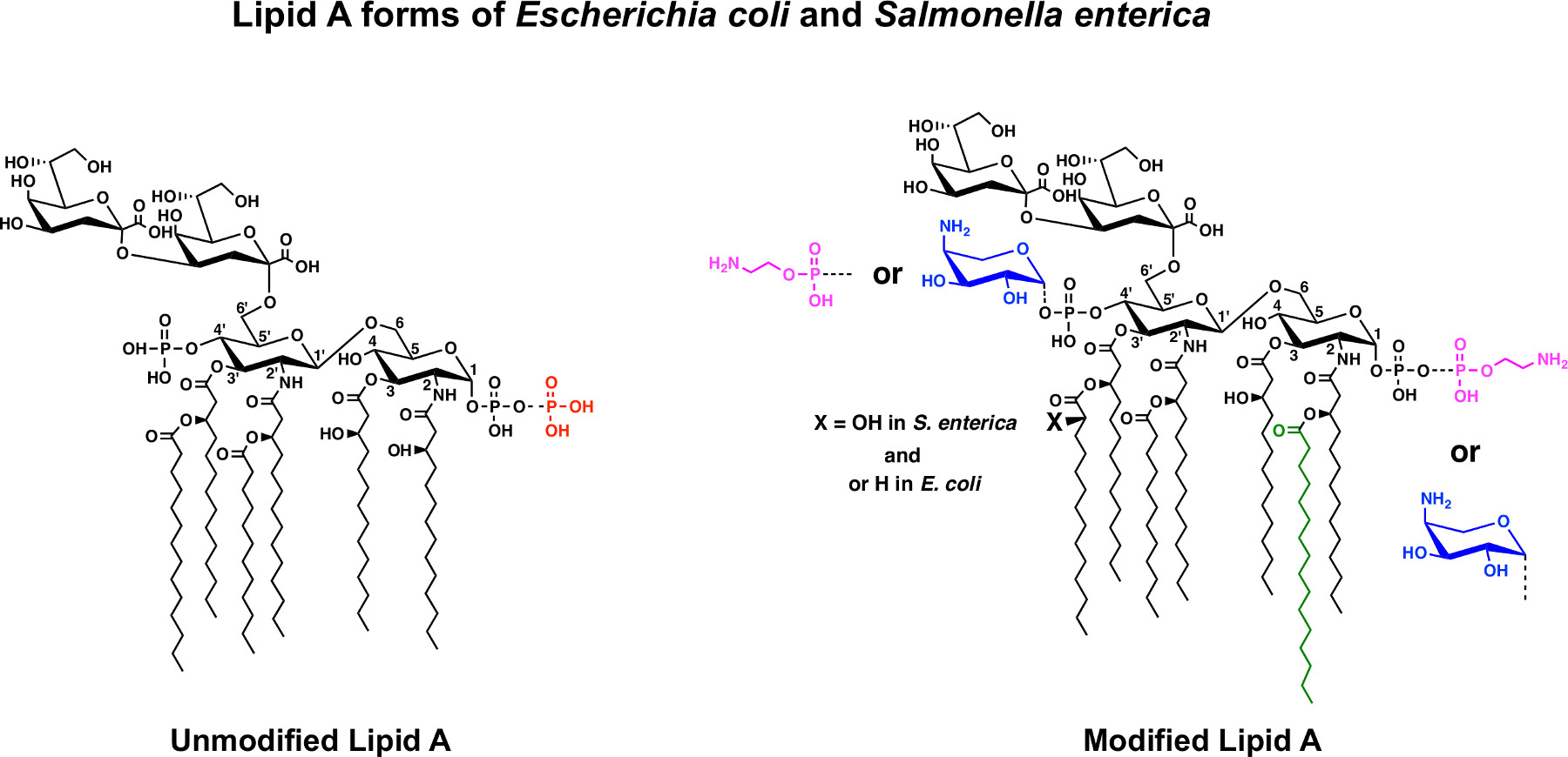 Isolation and Chemical Characterization of Lipid A from Gram-negative ...