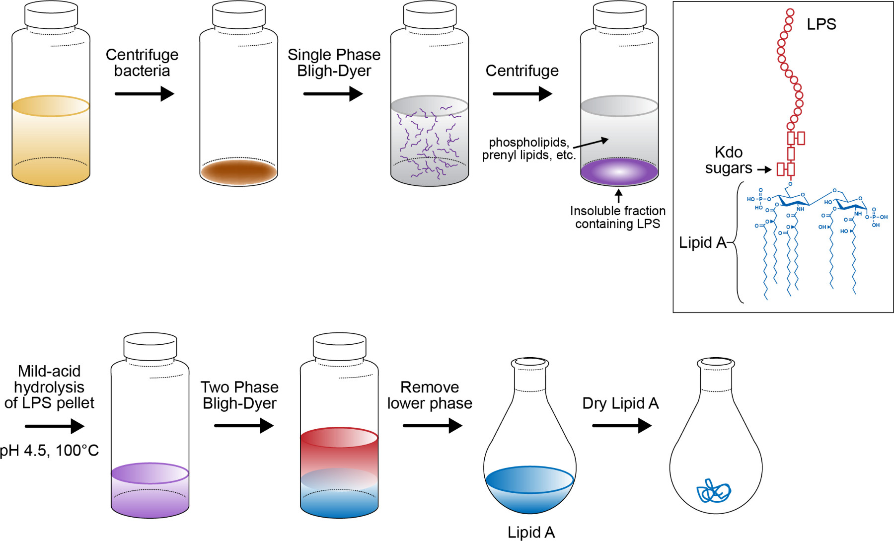 Isolation and Chemical Characterization of Lipid A from Gram-negative ...
