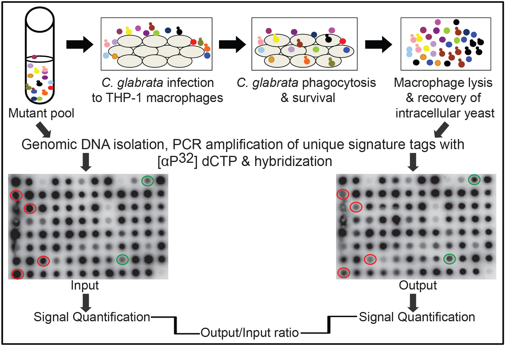 Establishment of an In vitro System to Study Intracellular Behavior of ...