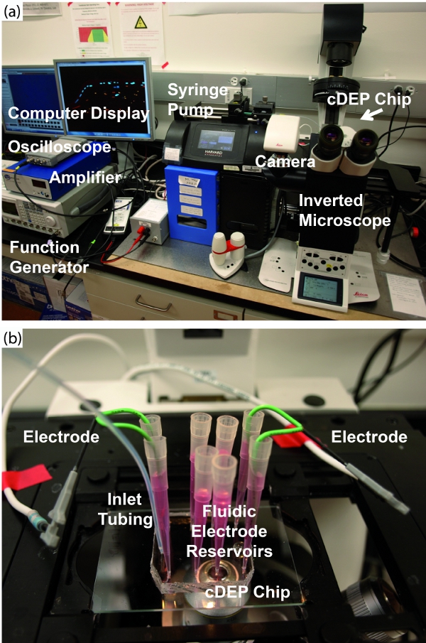 Label-free Isolation and Enrichment of Cells Through Contactless ...