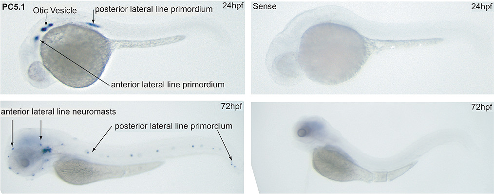 High Resolution Whole Mount In Situ Hybridization within Zebrafish ...