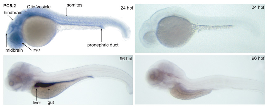 High Resolution Whole Mount In Situ Hybridization within Zebrafish ...