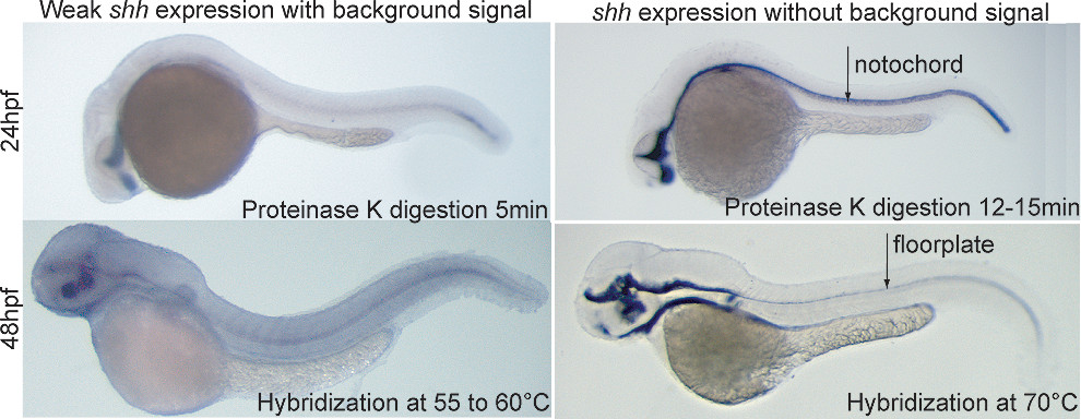 High Resolution Whole Mount In Situ Hybridization within Zebrafish ...