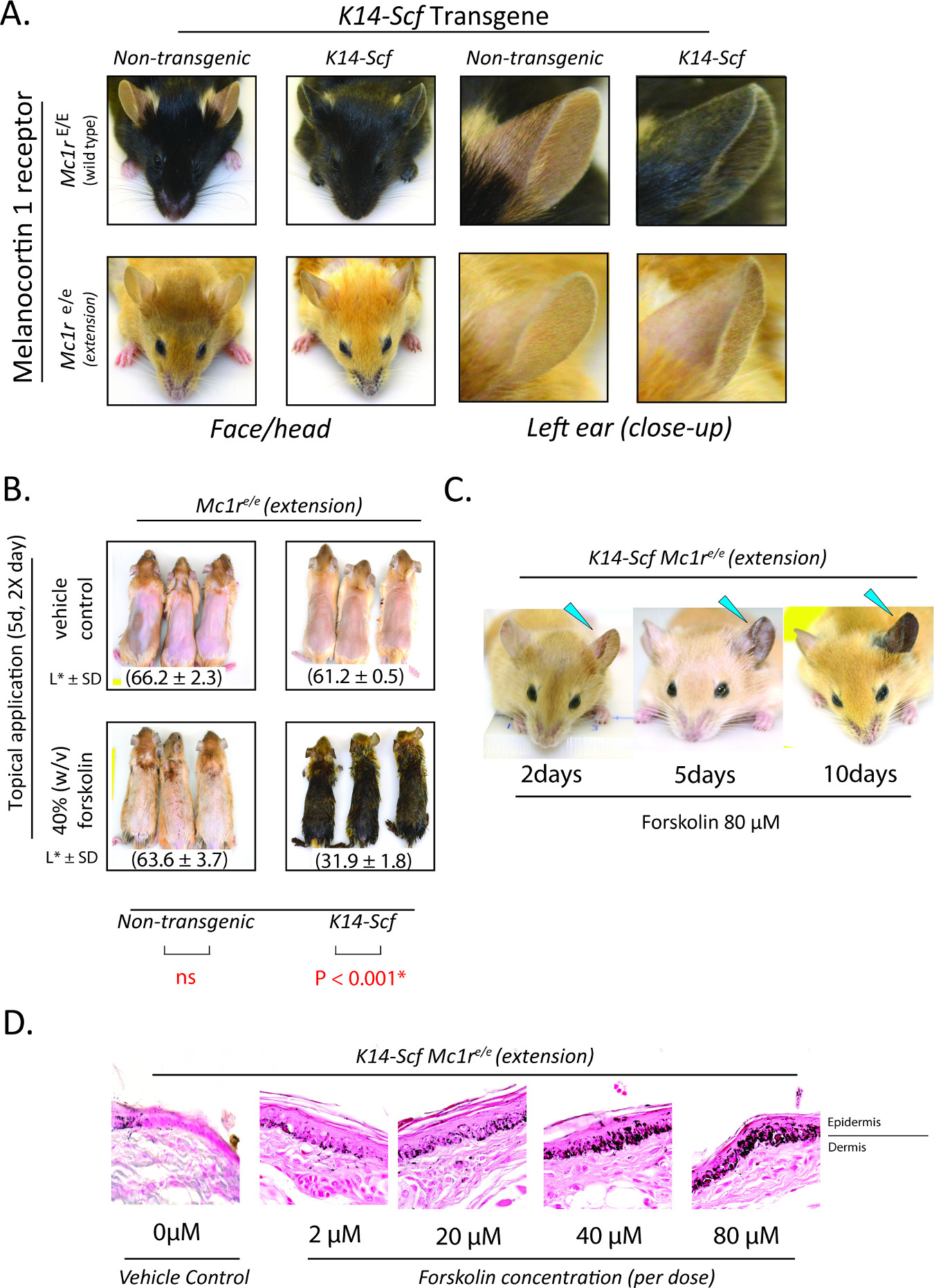 Pharmacologic Induction of Epidermal Melanin and Protection Against ...