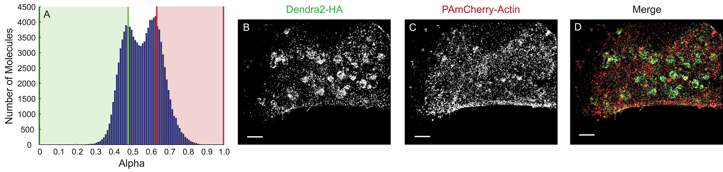 Simultaneous Multicolor Imaging of Biological Structures with ...