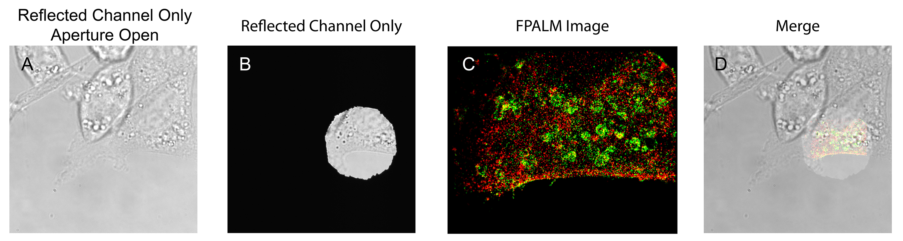 Simultaneous Multicolor Imaging of Biological Structures with ...