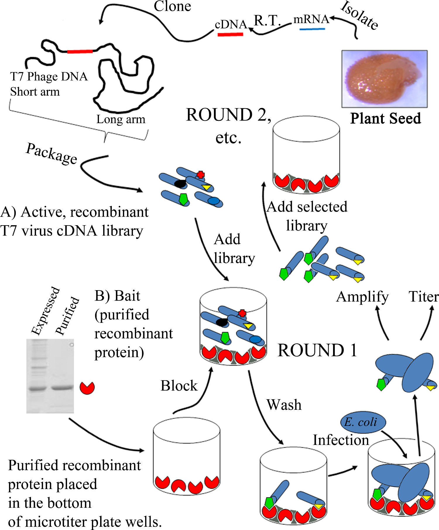 A Protocol For Phage Display And Affinity Selection Using Recombinant
