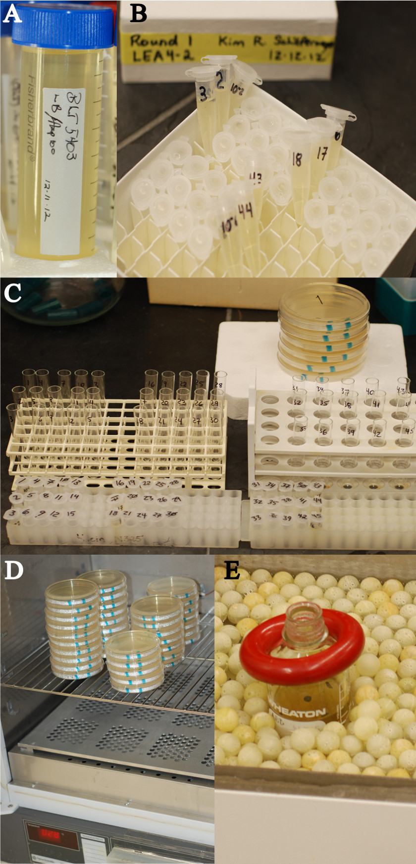 A Protocol For Phage Display And Affinity Selection Using Recombinant