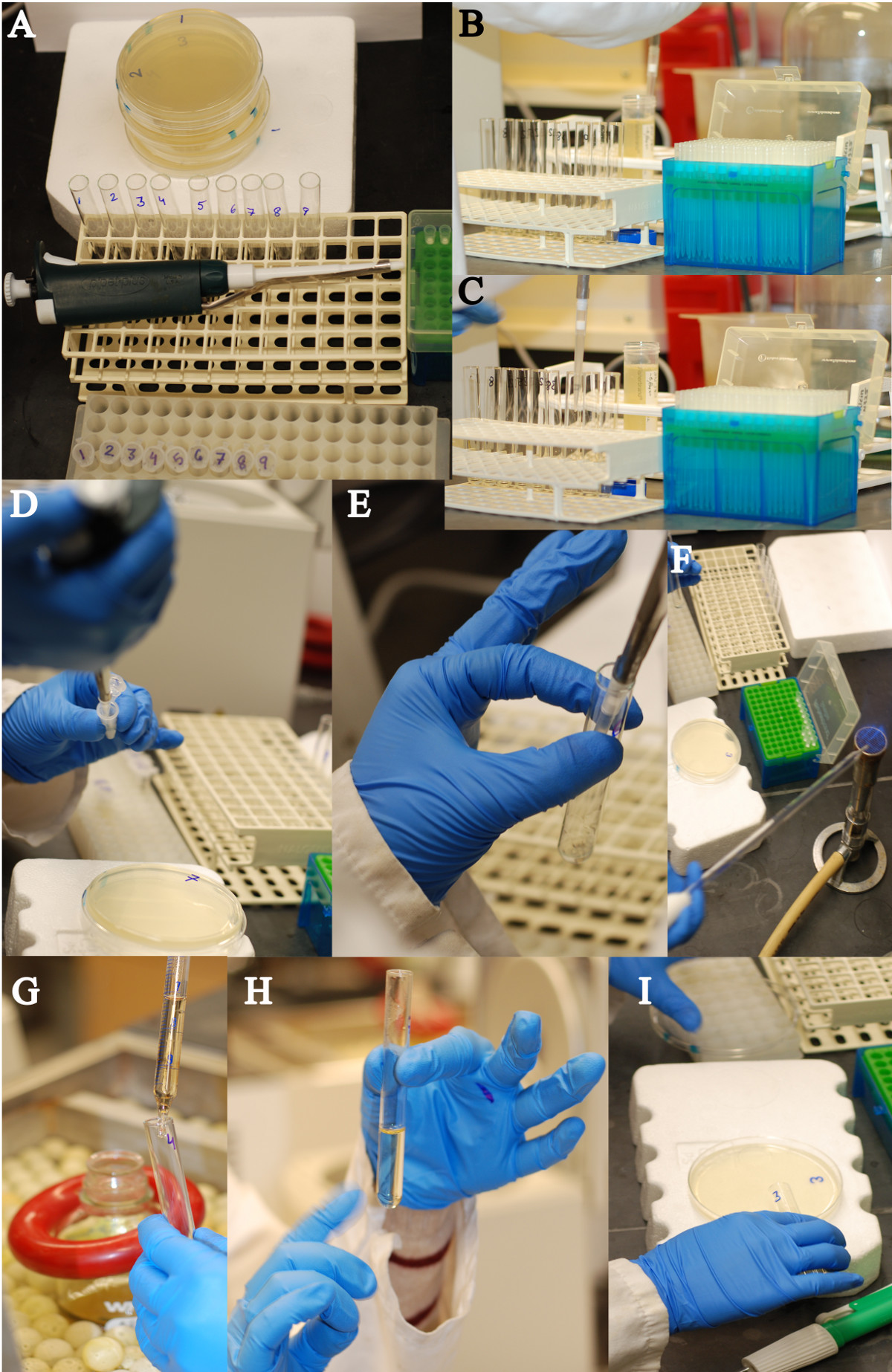 A Protocol For Phage Display And Affinity Selection Using Recombinant
