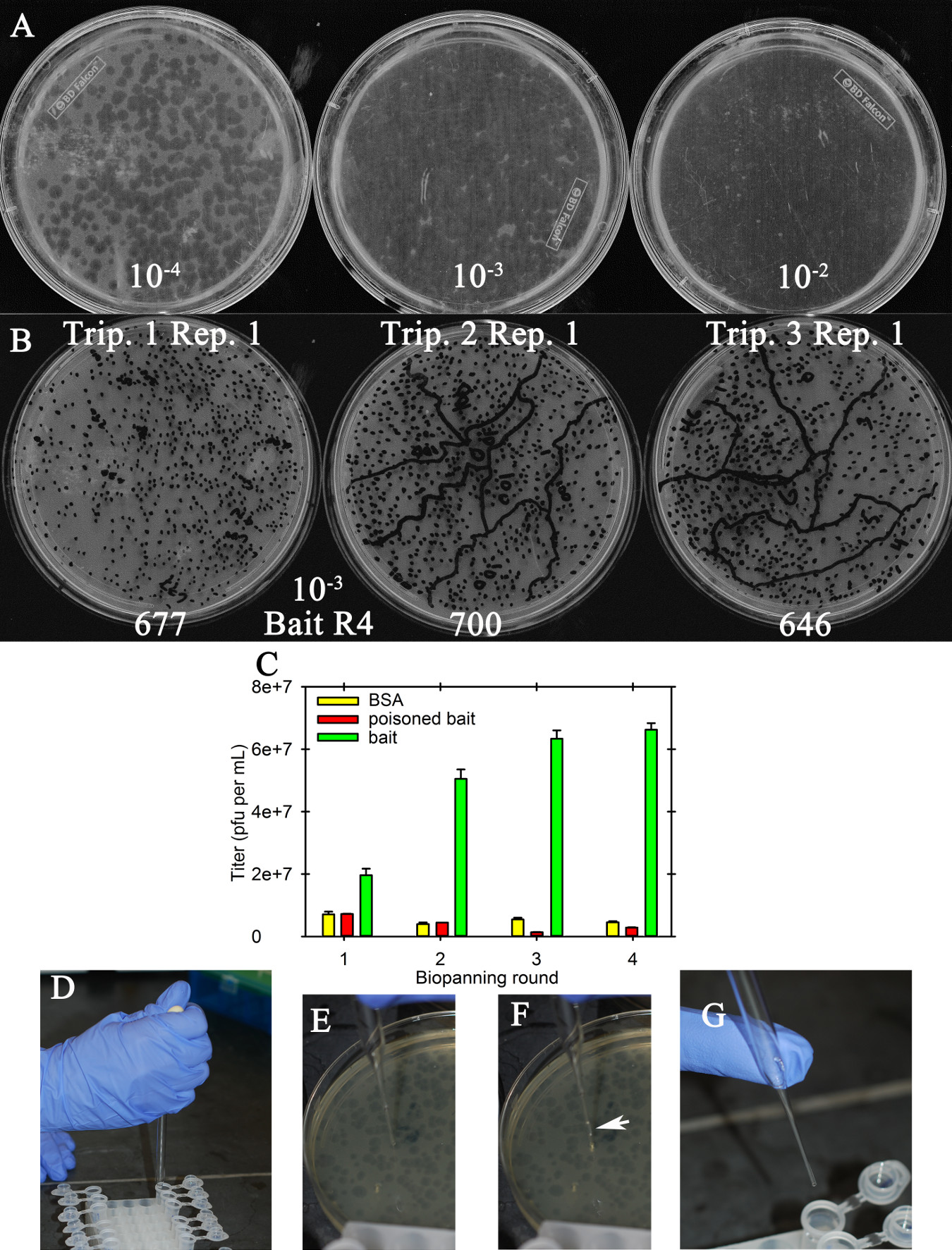 A Protocol for Phage Display and Affinity Selection Using Recombinant ...