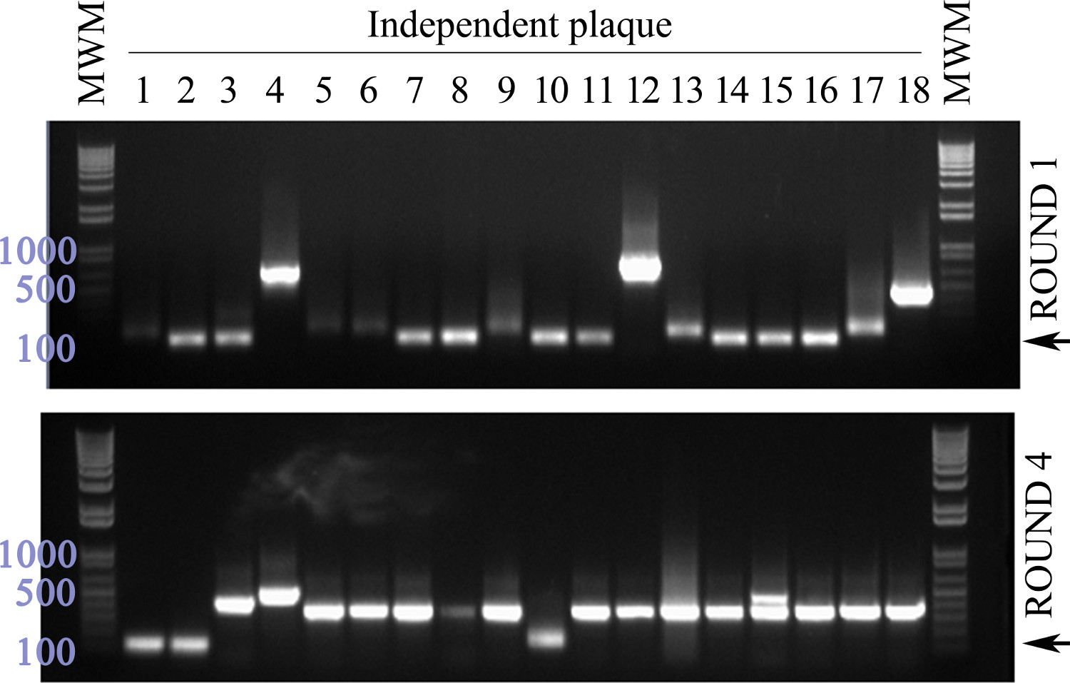 A Protocol For Phage Display And Affinity Selection Using Recombinant