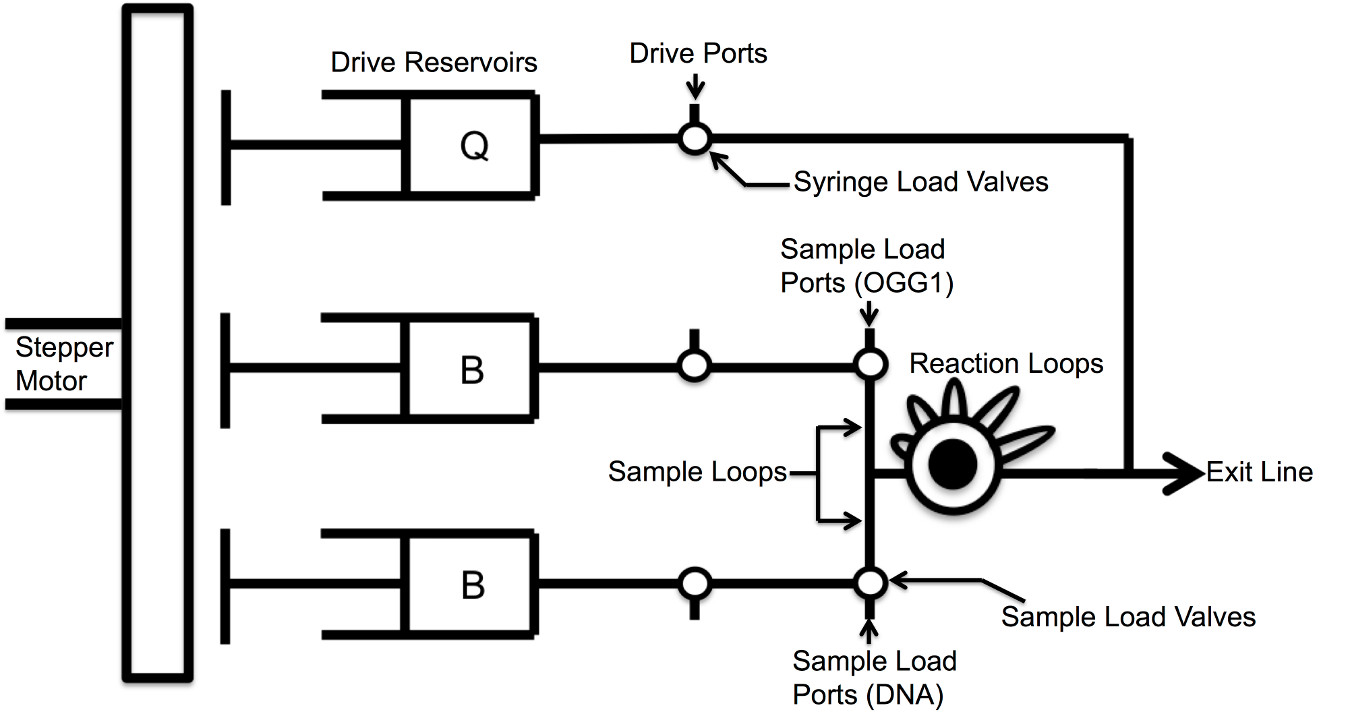 Steady-state, Pre-steady-state, and Single-turnover Kinetic Measurement ...