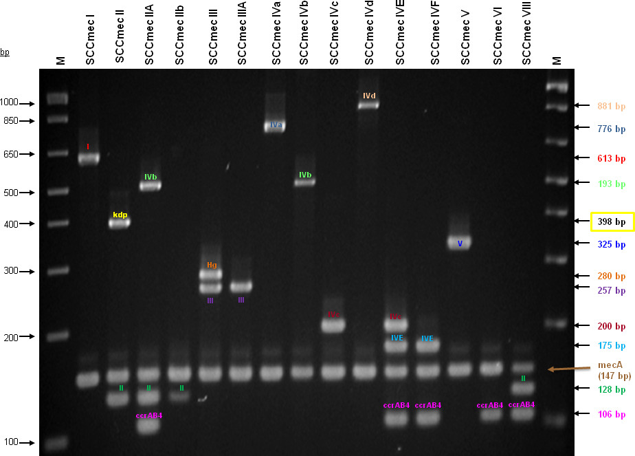 Multiplex PCR Assay for Typing of Staphylococcal Cassette Chromosome ...