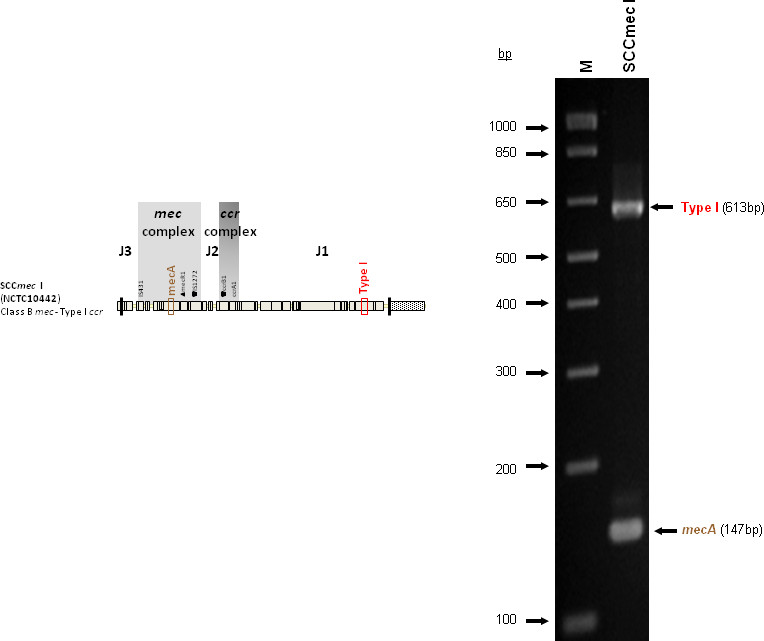 Multiplex PCR Assay for Typing of Staphylococcal Cassette Chromosome ...