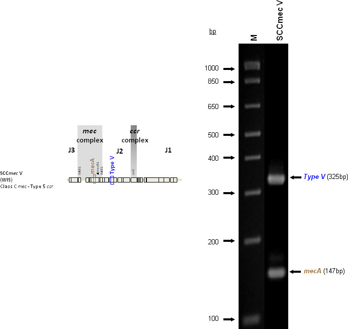 Multiplex PCR Assay for Typing of Staphylococcal Cassette Chromosome ...