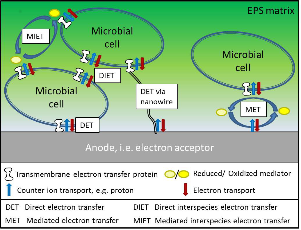 Waste Water Derived Electroactive Microbial Biofilms: Growth ...