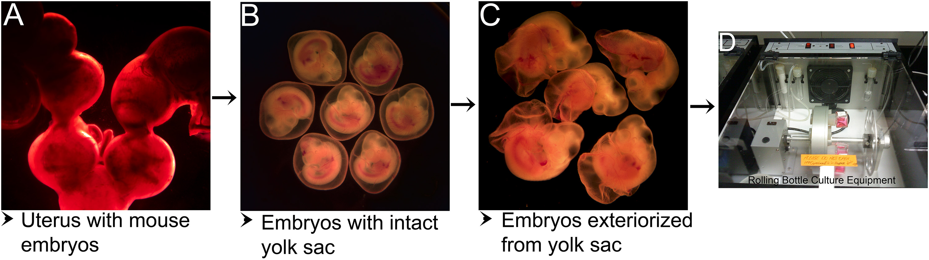 Mouse Embryonic Development in a Serum-free Whole Embryo Culture System