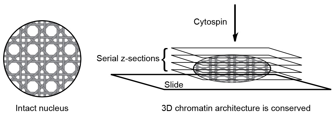 Video: Slide Preparation Method to Preserve Three-dimensional Chromatin ...