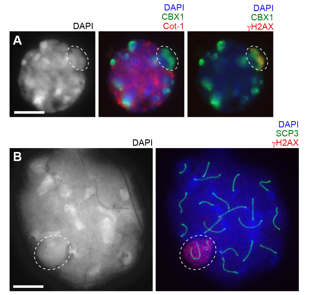 Video: Slide Preparation Method to Preserve Three-dimensional Chromatin ...