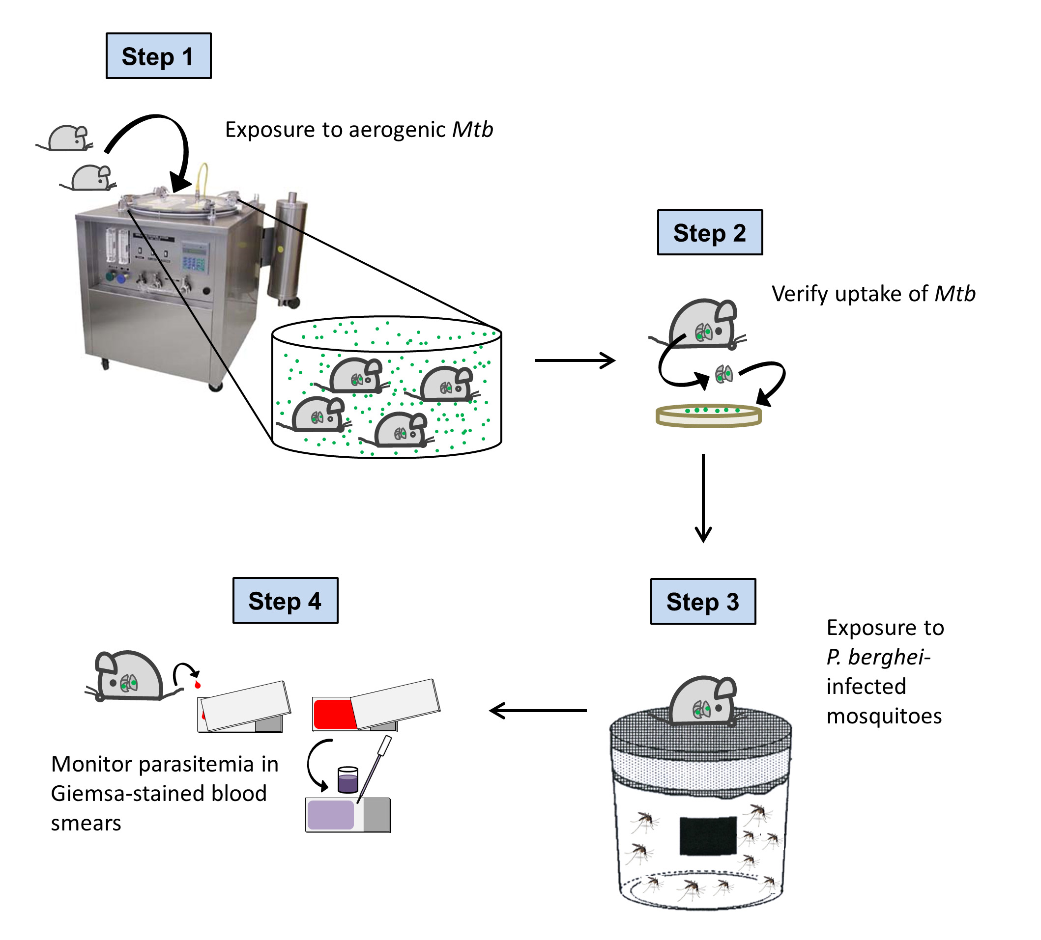An Experimental Model to Study Tuberculosis-Malaria Coinfection upon ...