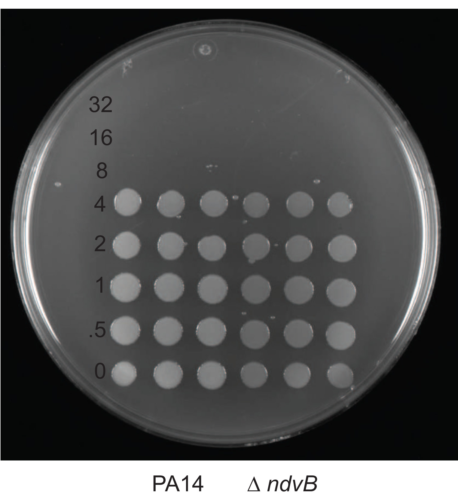Establishing the Minimal Bactericidal Concentration of an Antimicrobial ...