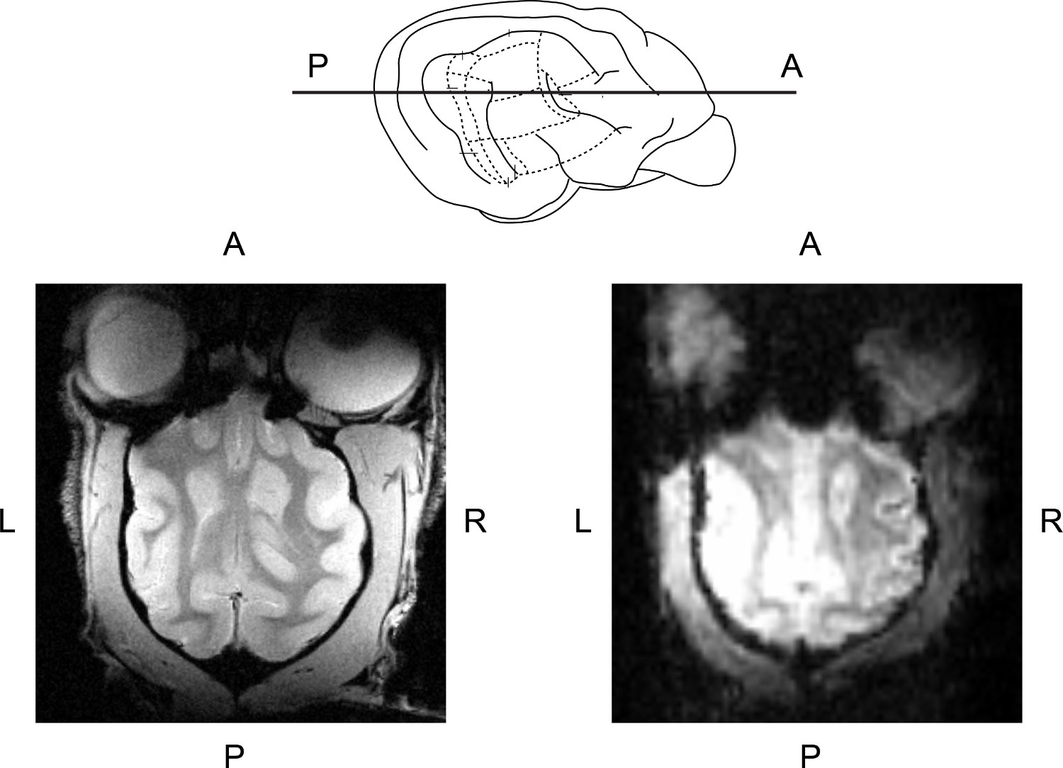 Functional Imaging of Auditory Cortex in Adult Cats using High-field ...