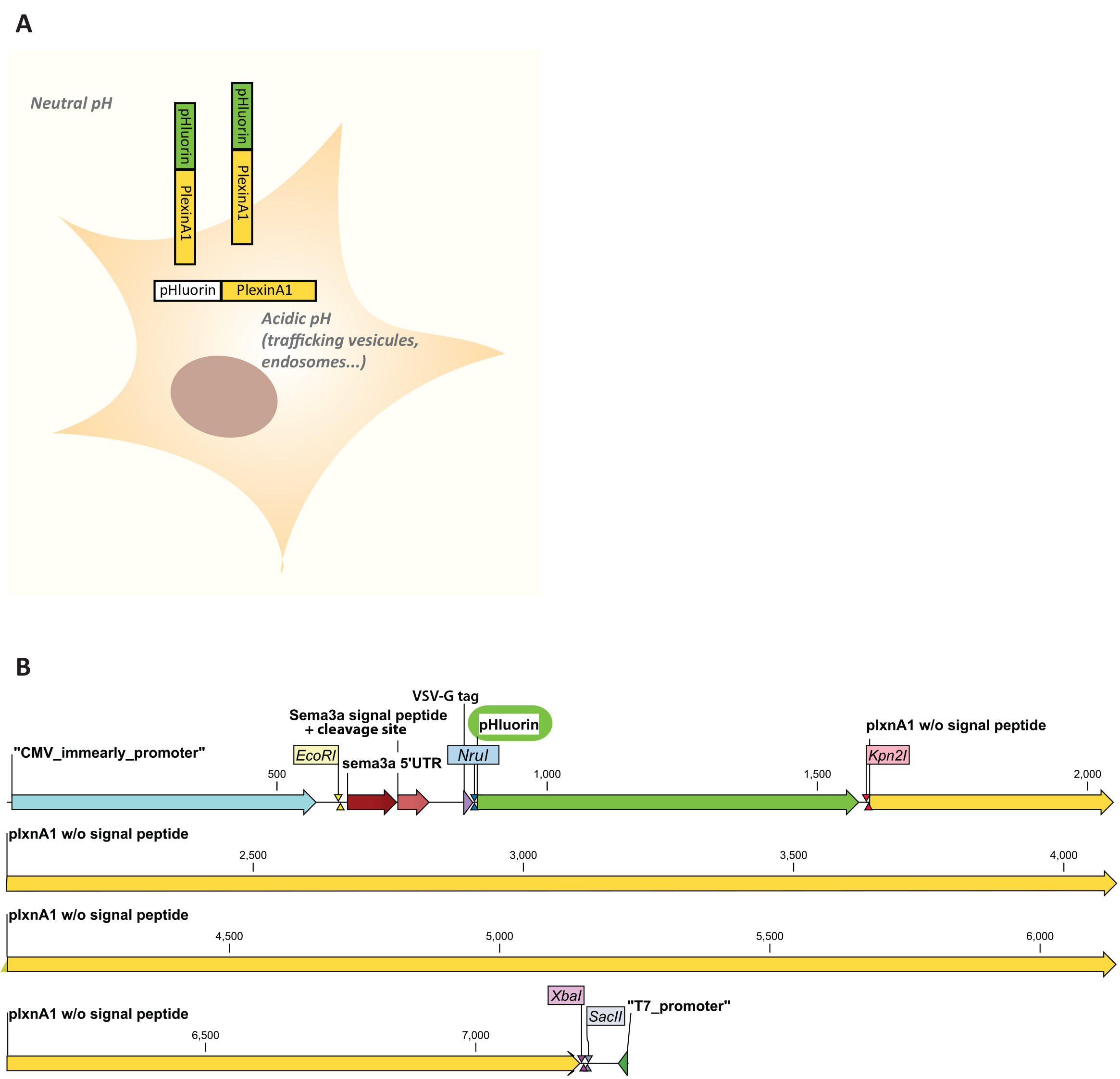Use of pHluorin to Assess the Dynamics of Axon Guidance Receptors in ...