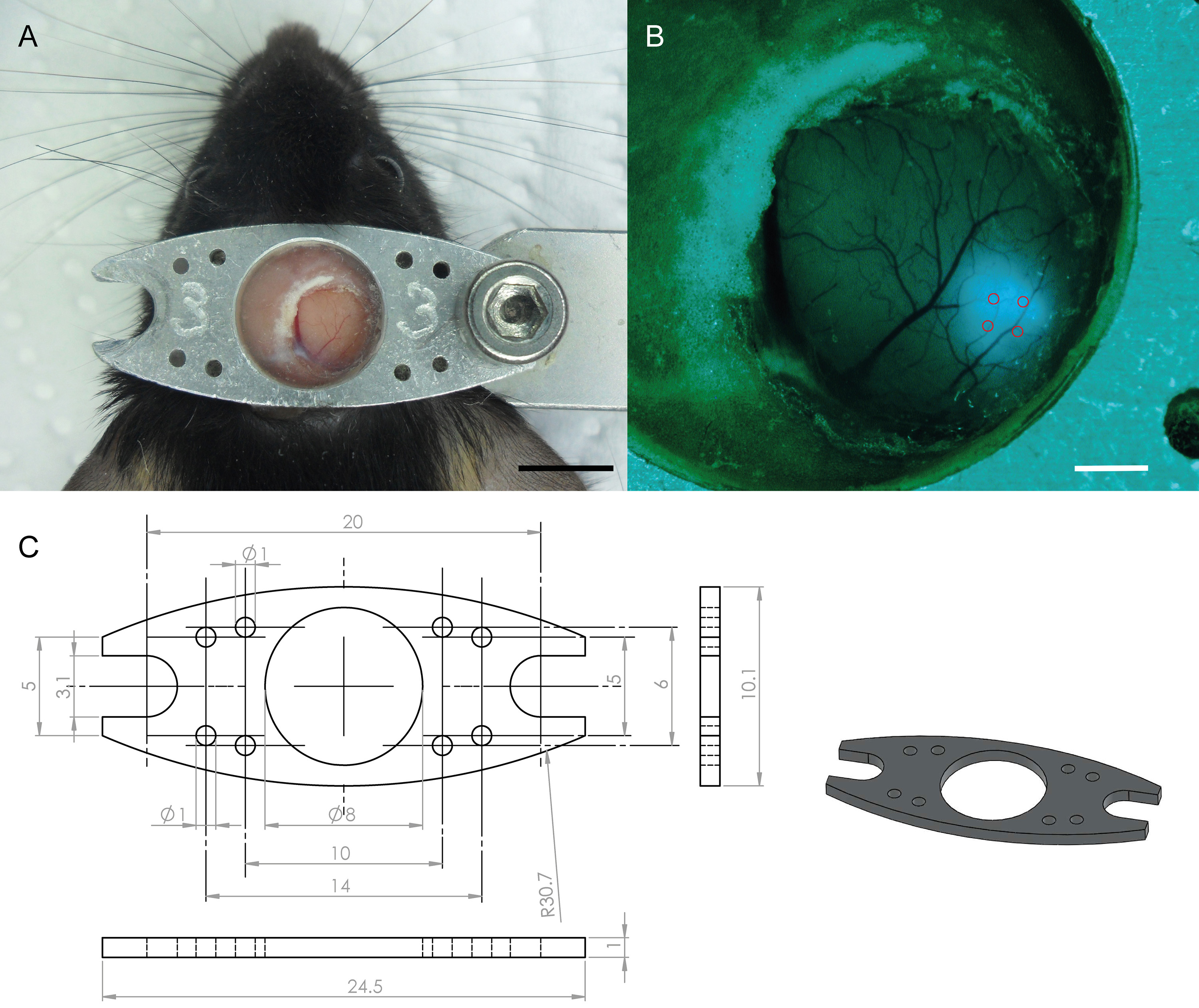 Two-photon Calcium Imaging in Mice Navigating a Virtual Reality ...