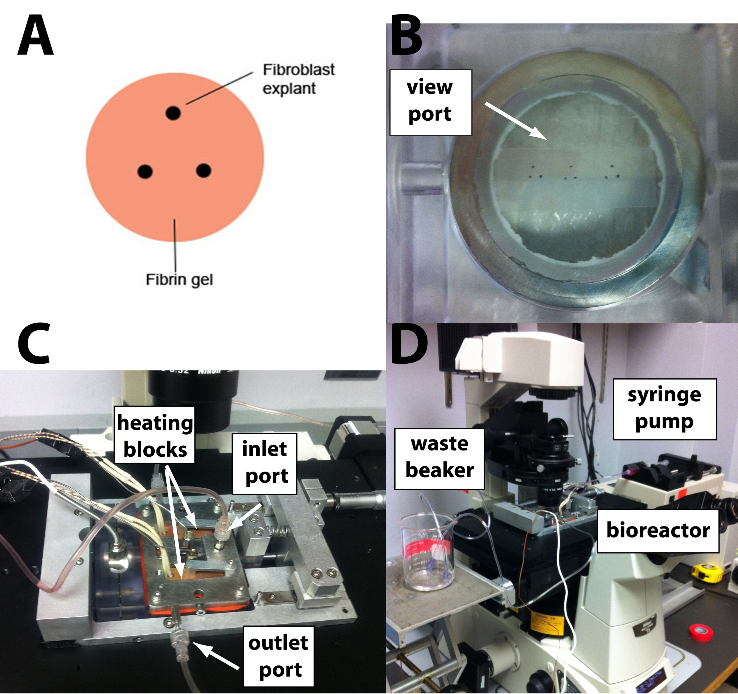 Observing and Quantifying Fibroblast-mediated Fibrin Gel Compaction ...