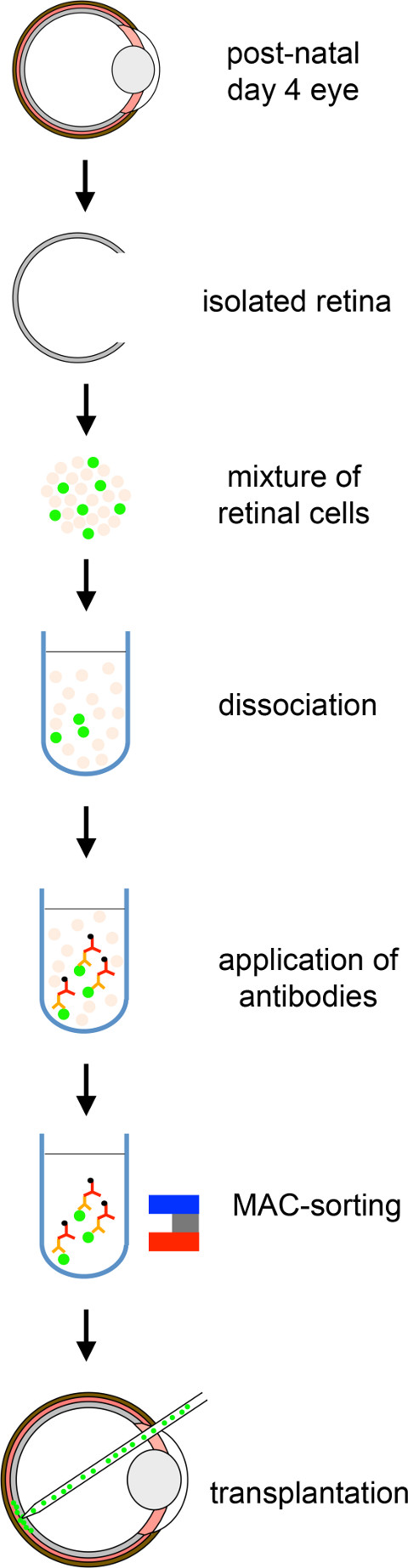 Subretinal Transplantation of MACS Purified Photoreceptor Precursor ...