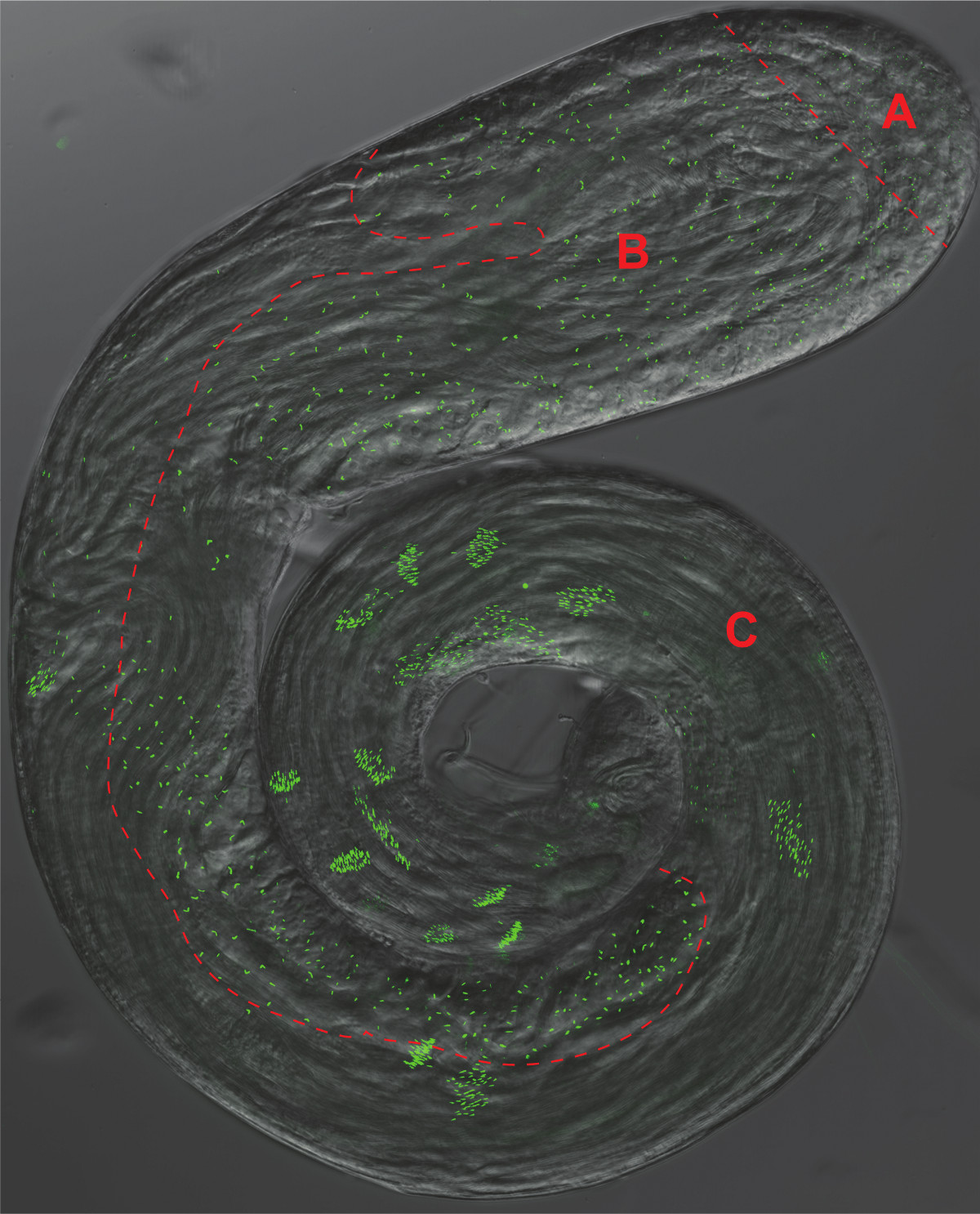 Imaging Centrosomes in Fly Testes | Protocol