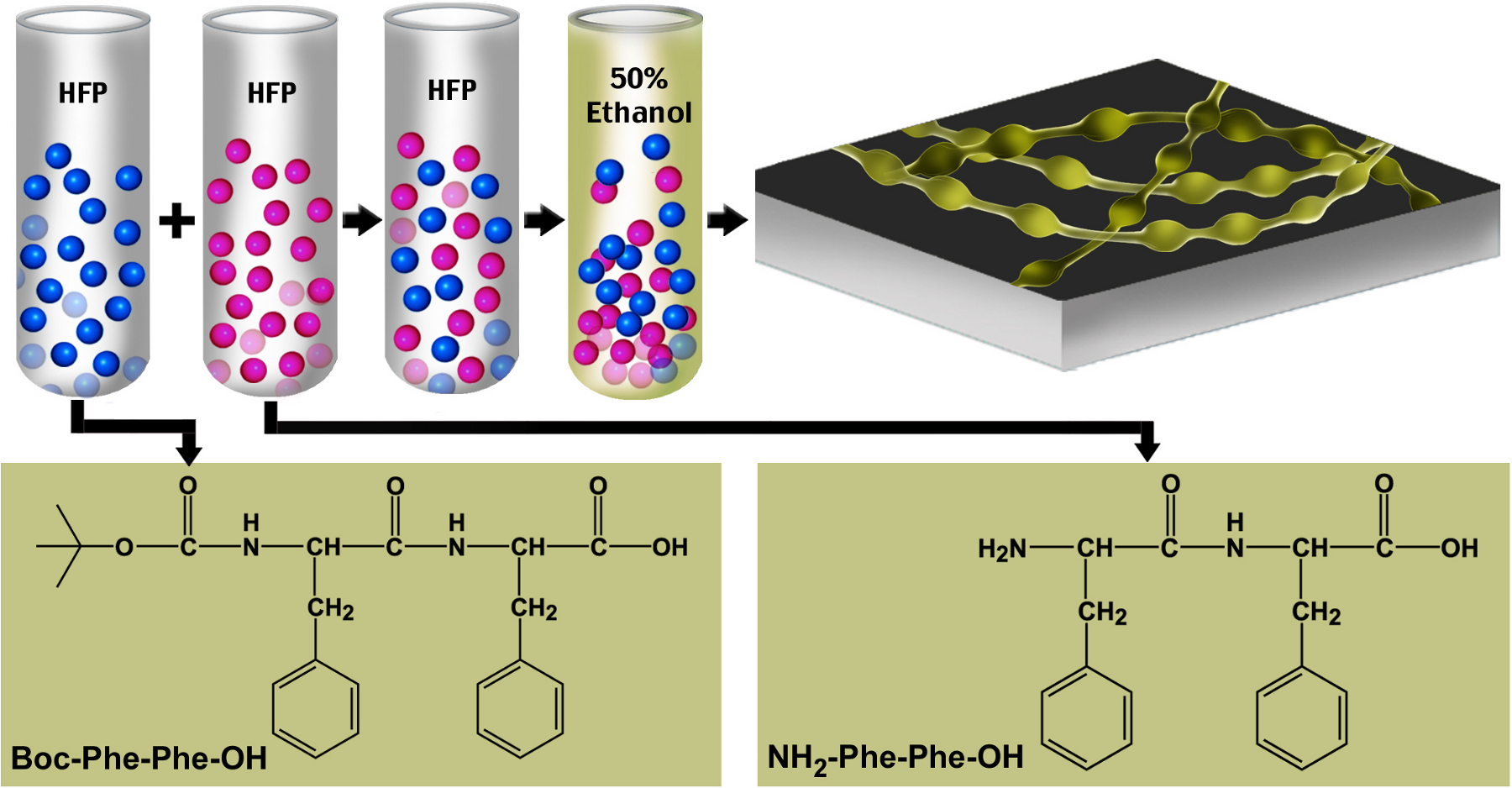 Formation of Ordered Biomolecular Structures by the Self-assembly of ...