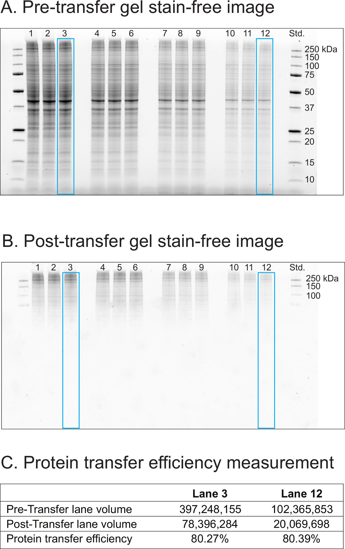 V3 Stain-free Workflow for a Practical, Convenient, and Reliable Total ...