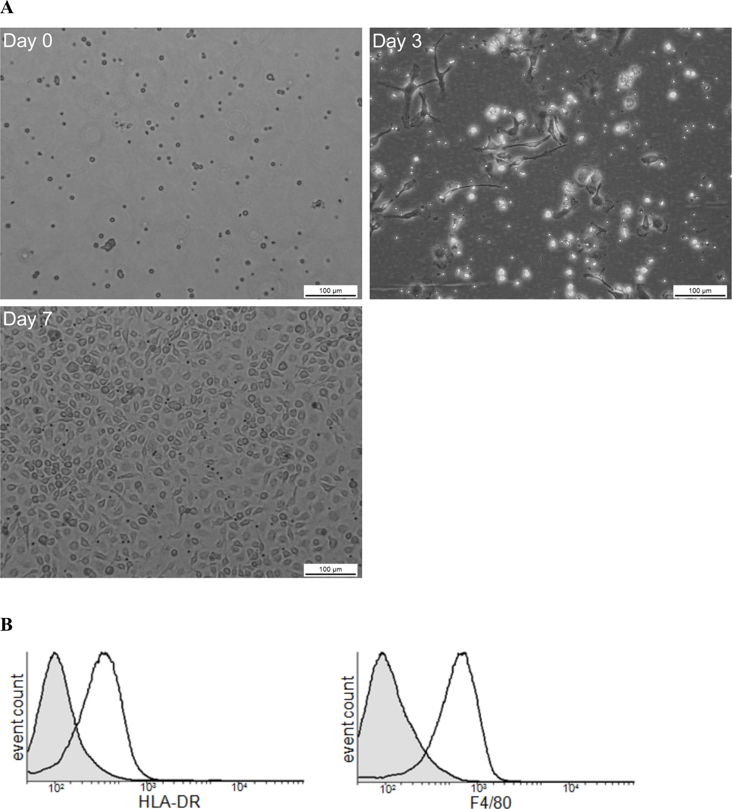 Bone Marrow-derived Macrophage Production (Scientific Article Protocol ...