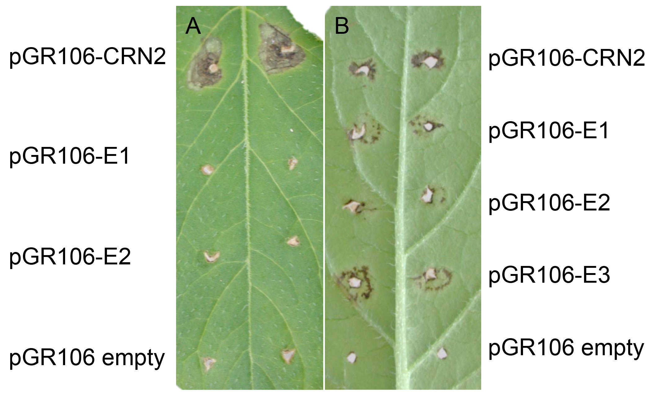 Agroinfiltration and PVX Agroinfection in Potato and Nicotiana ...