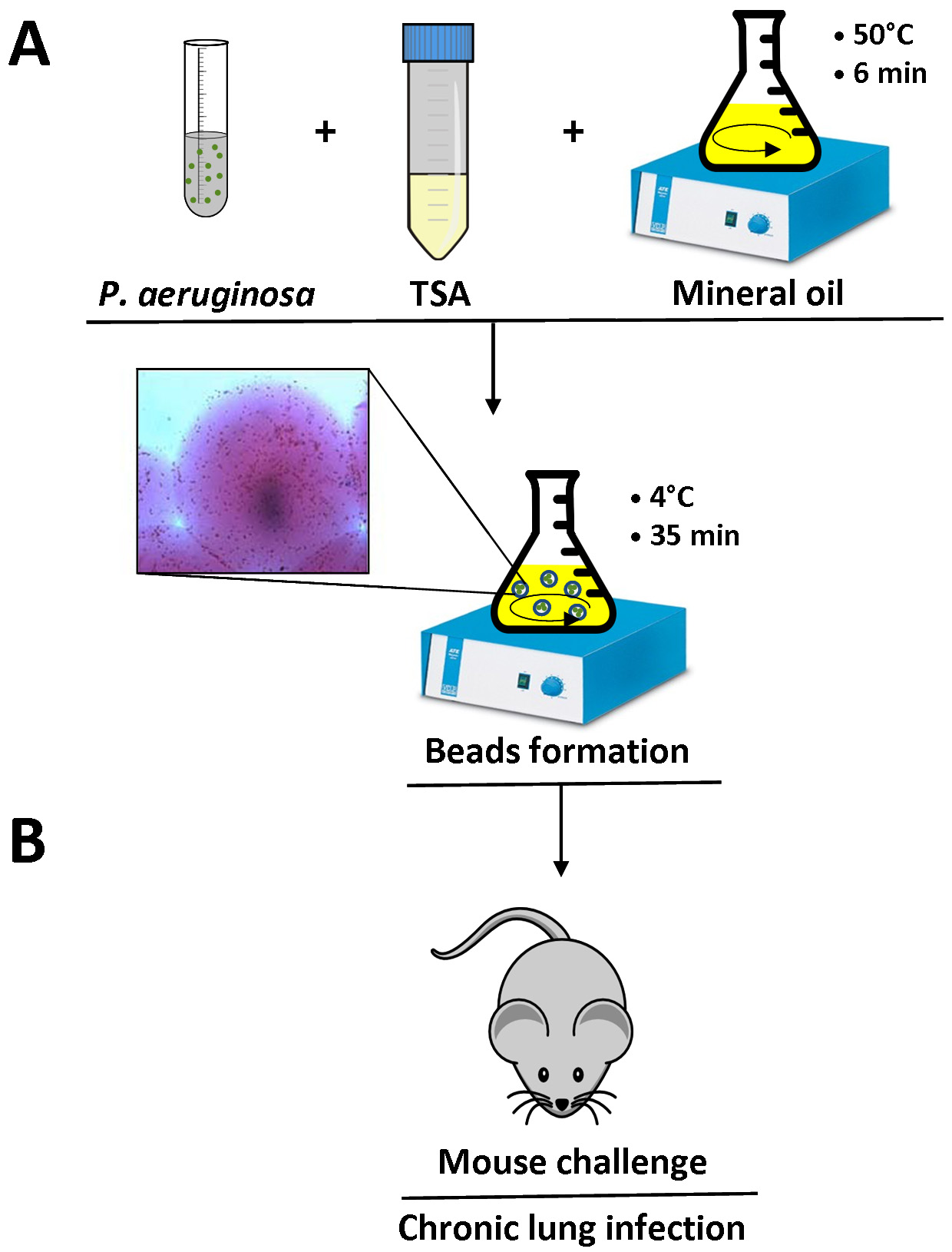 Long Term Chronic Pseudomonas aeruginosa Airway Infection in Mice ...