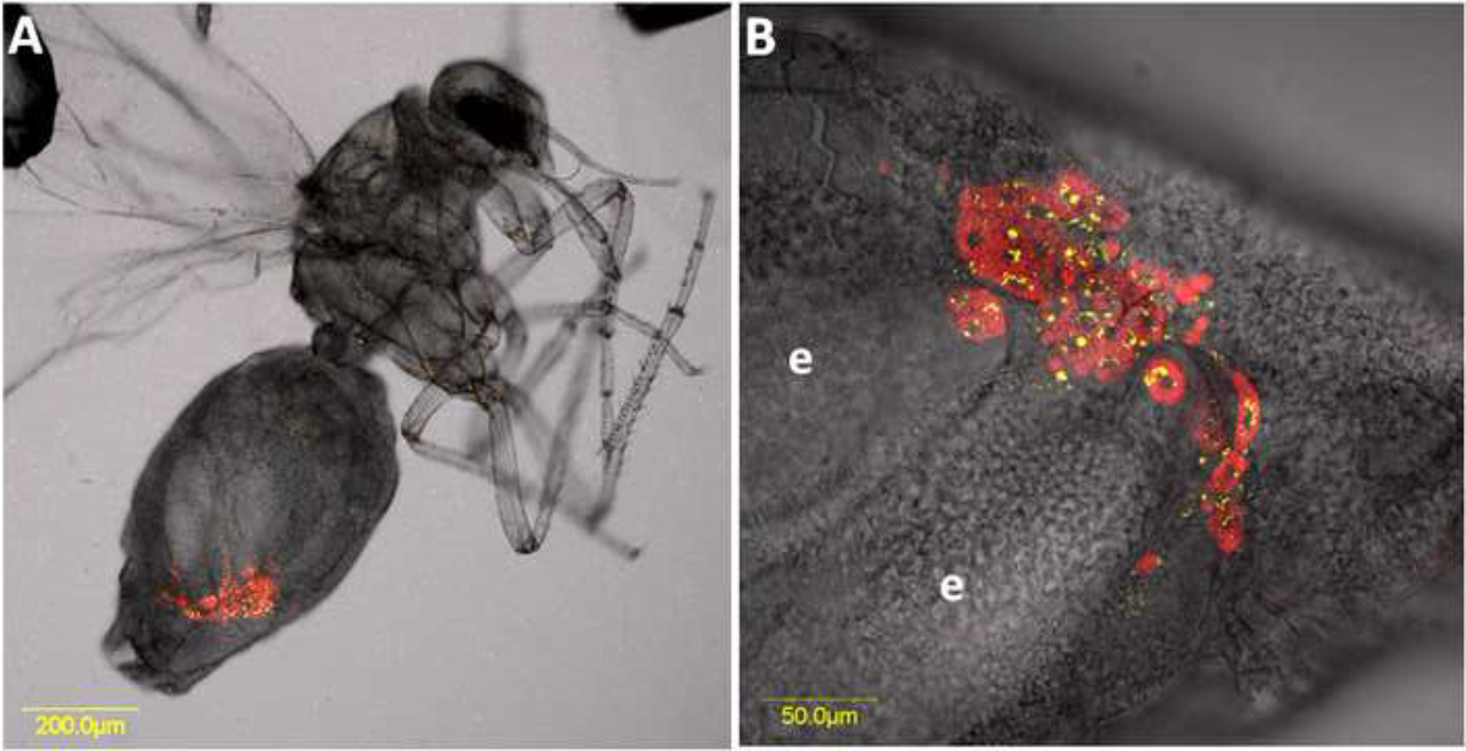 Fluorescence in situ Hybridizations (FISH) for the Localization of ...