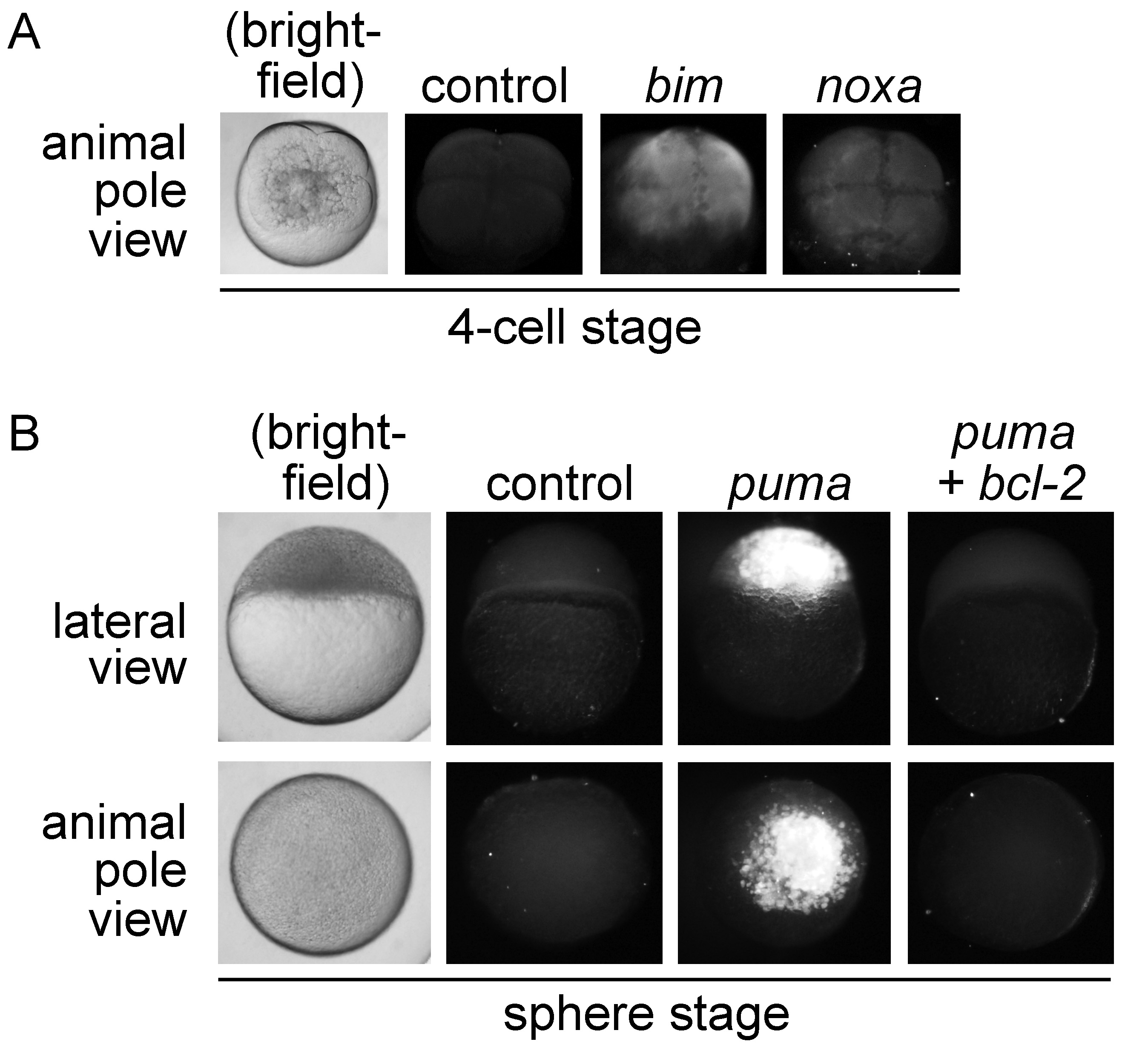 Analysis of Apoptosis in Zebrafish Embryos by Whole-mount ...