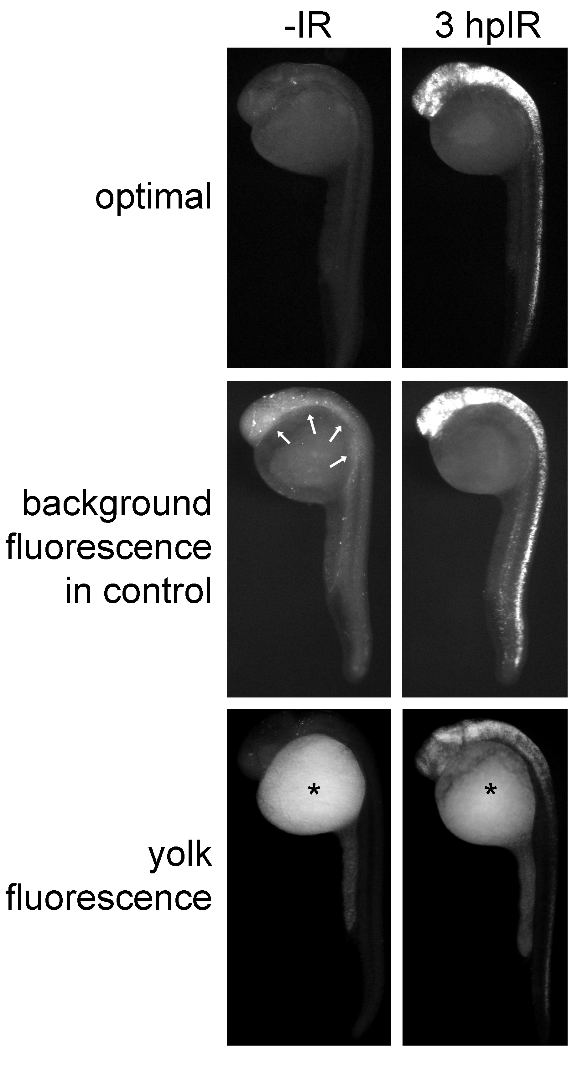 Analysis of Apoptosis in Zebrafish Embryos by Whole-mount ...