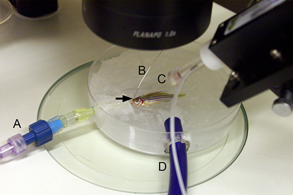 Electrophysiological Recording in the Brain of Intact Adult Zebrafish ...