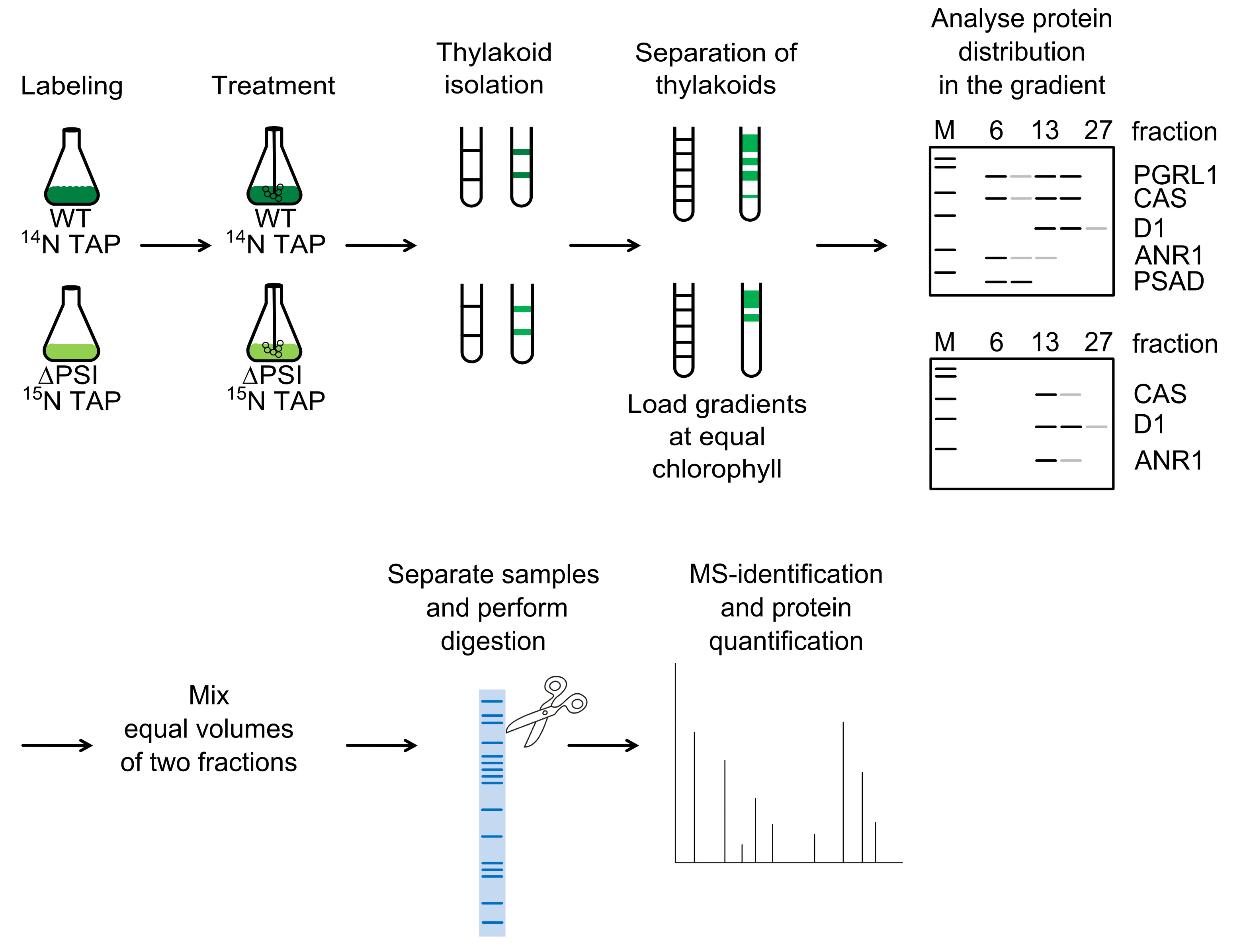A New Approach for the Comparative Analysis of Multiprotein Complexes Based on 15N Metabolic ...